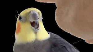 GIF bird transparent - animated GIF on GIFER
