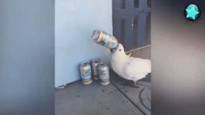 Parrot birds GIF - Find on GIFER