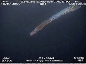 GIF deep sea - animated GIF on GIFER