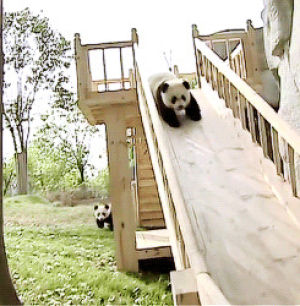 Baby Panda Playing On Slide