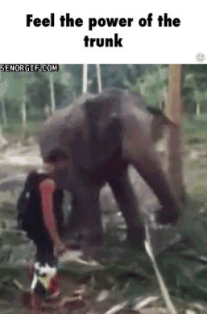GIF roll tide - animated GIF on GIFER