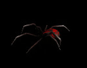 GIF spider transparent - animated GIF on GIFER