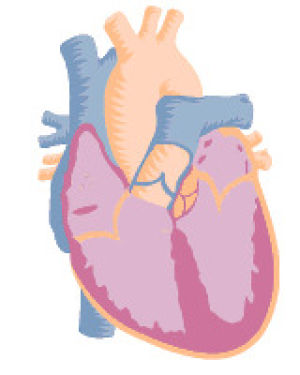GIF the normal heart - animated GIF on GIFER