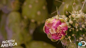 Cactus GIF - Find on GIFER