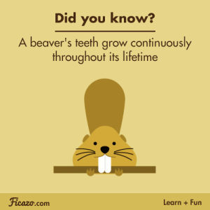 GIF 107 facts - animated GIF on GIFER