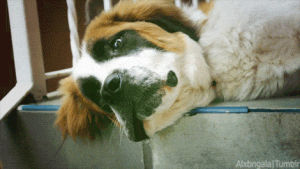 Dog licking laying GIF - Find on GIFER