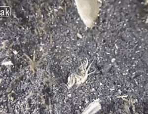 Hiding GIF - Find on GIFER