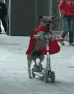Scooter GIF - Find on GIFER