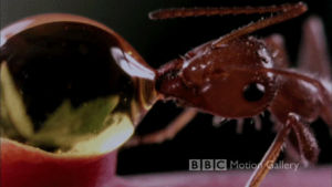 Ant vortex GIF - Find on GIFER