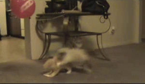 GIF trap its a trap - animated GIF on GIFER