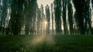 Forest sunrise mist GIF on GIFER - by Kezel