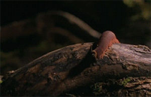 GIF photosynthesis nature science - animated GIF on GIFER