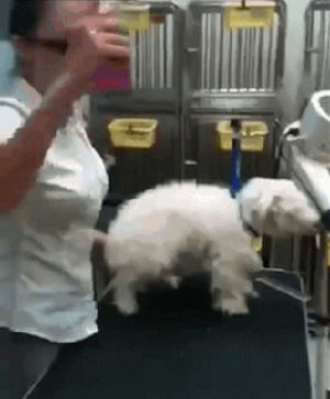Poodle GIF on GIFER - by Dimi
