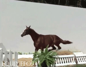 Saltando jumping salta GIF - Find on GIFER