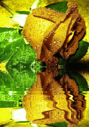 Blume fleurs flores GIF - Find on GIFER