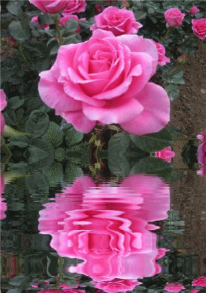 Гифка цветы флора гиф картинка, скачать анимированный gif на GIFER