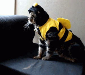 GIF mindy x bj - animated GIF on GIFER - by Mataxe