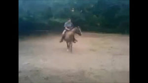 Pferd cheval cavalo GIF - Find on GIFER
