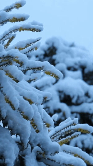 Гифка снег снегопад гиф картинка, скачать анимированный gif на GIFER