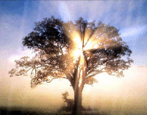 GIF the tree of life - animated GIF on GIFER