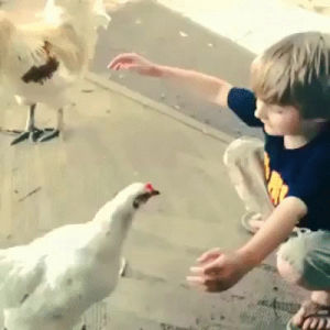 Chicken GIF - Find on GIFER