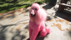 Poodle GIF on GIFER - by Dimi