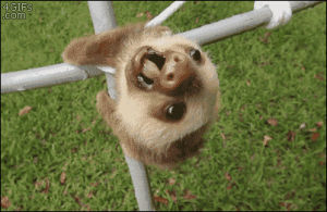 Zootopia sloth GIF on GIFER - by Kat