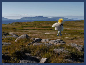 GIF scotland - animated GIF on GIFER