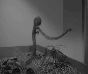 GIF the outer limits - animated GIF on GIFER