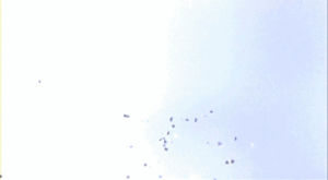 GIF sense and sensibility - animated GIF on GIFER