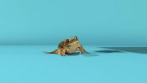 Toad GIF - Find on GIFER