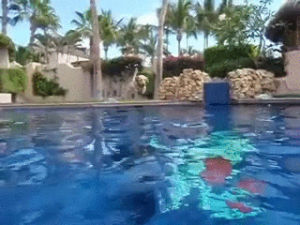 GIF golden retriever - animated GIF on GIFER