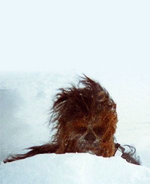 GIF chewie star wars chewbacca - animated GIF on GIFER