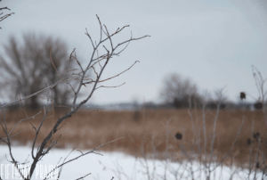 Prairie GIF on GIFER - by Faejind