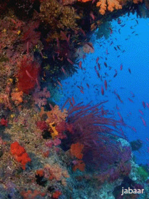 GIF deep sea - animated GIF on GIFER