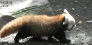 Animal red panda GIF on GIFER - by Kigal