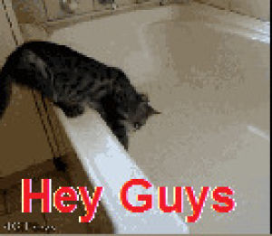 Abandon Thread Gif Cats
