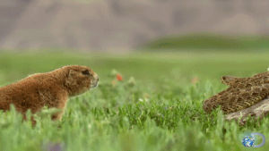 GIF discovery channel - animated GIF on GIFER