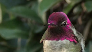 Transparent color explosion GIF - shared by Kagashura on GIFER