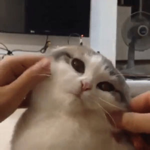 GIF gatinho kater gatito - animated GIF on GIFER