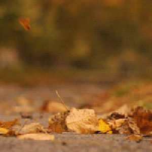 Fall happy autumn seasonal GIF on GIFER - by Cerenaya
