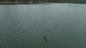 Fish new york country GIF - Find on GIFER