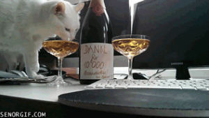 GIF champagne celebration celebrate - animated GIF on GIFER