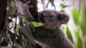 Koala, GIF - shared by Sainn on GIFER