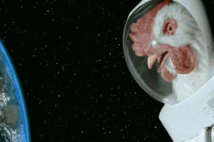 Chicken GIF - Find on GIFER