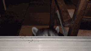 GIF animals clapping raccoon - animated GIF on GIFER - by Bladeconjuror