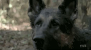 A walk in the woods GIF - Find on GIFER