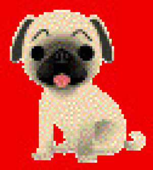 GIF pug - animated GIF on GIFER
