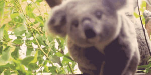 Koala GIF on GIFER - by Sainn