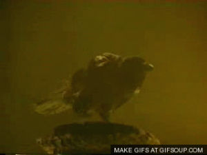 Гифка ворона cuervo гиф картинка, скачать анимированный gif на GIFER